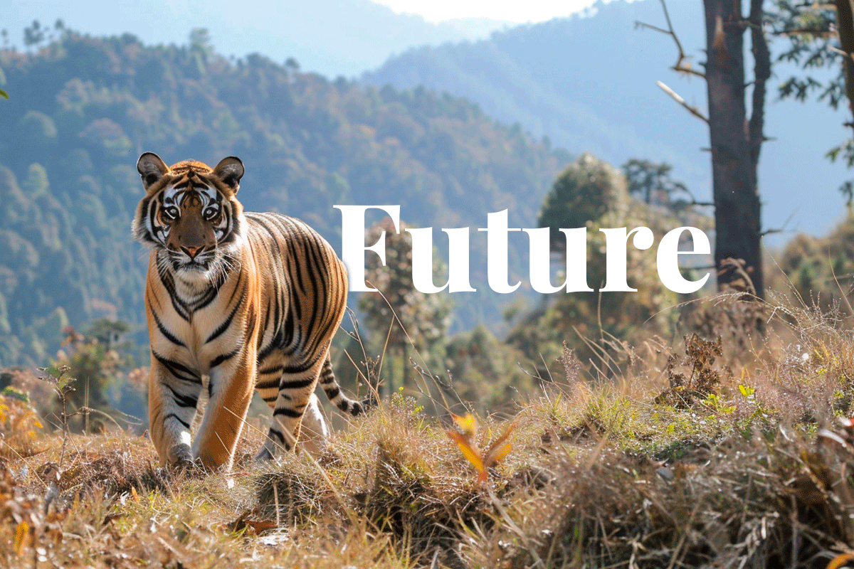 Securing the future of tigers: Bhutan's billion-dollar conservation pledge